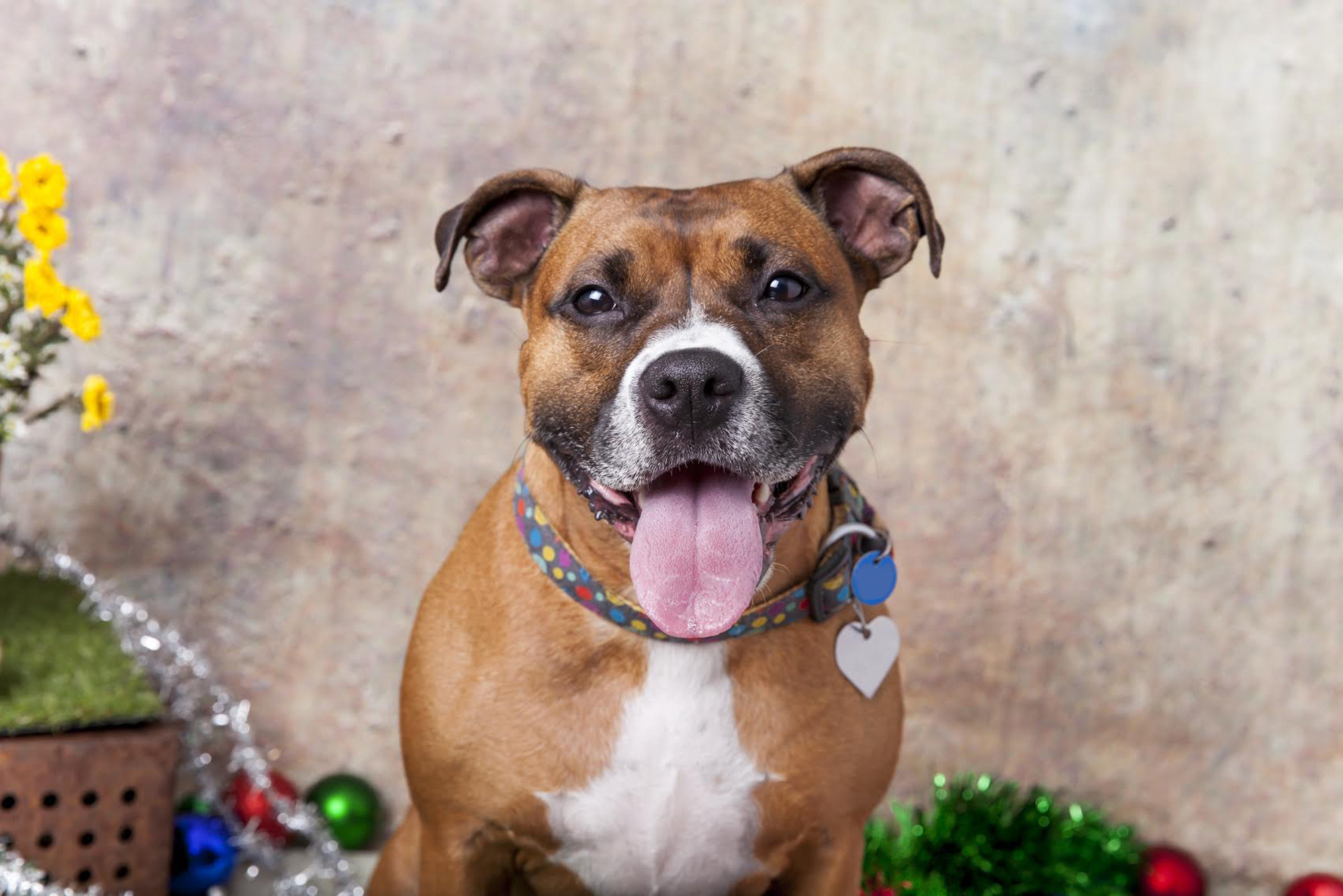 Where To Find The Coolest Christmas Gifts For Pets Australia Post