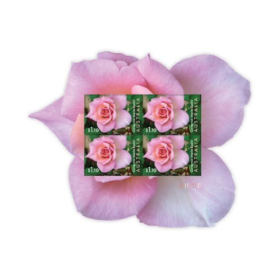 Australian-Bred Roses Collection - Previous years impressions