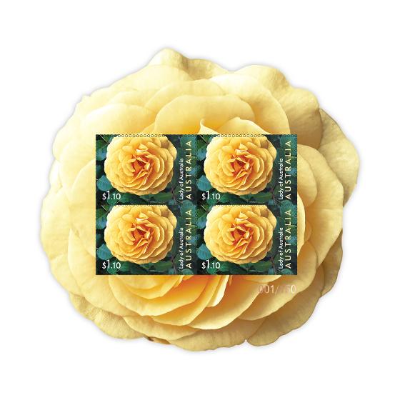 Australian-Bred Roses Collection - Previous years impressions