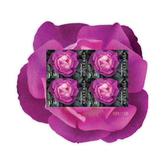 Australian-Bred Roses Collection - Previous years impressions