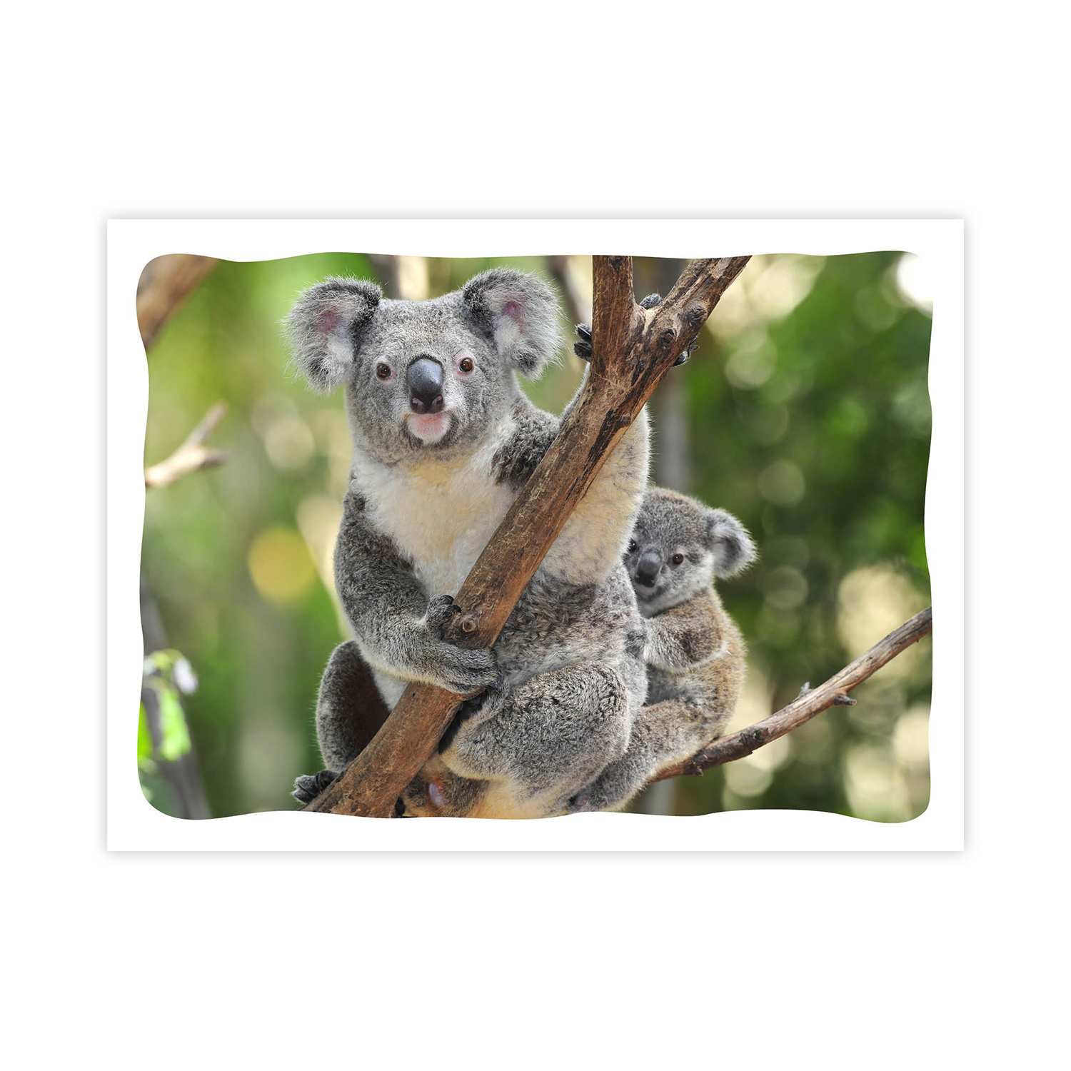 Prepaid Postcard – Koala and Baby - Prepaid postcards