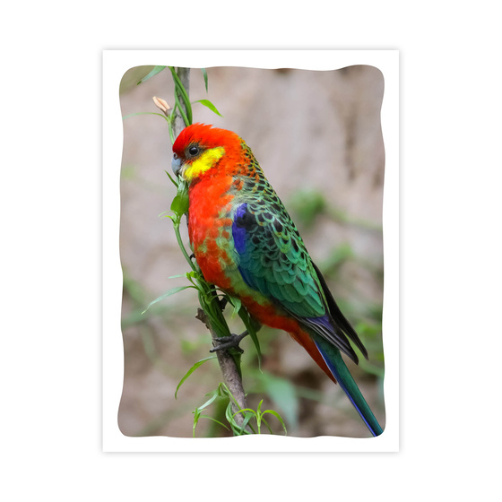 Prepaid Postcard – Rosella - Prepaid postcards