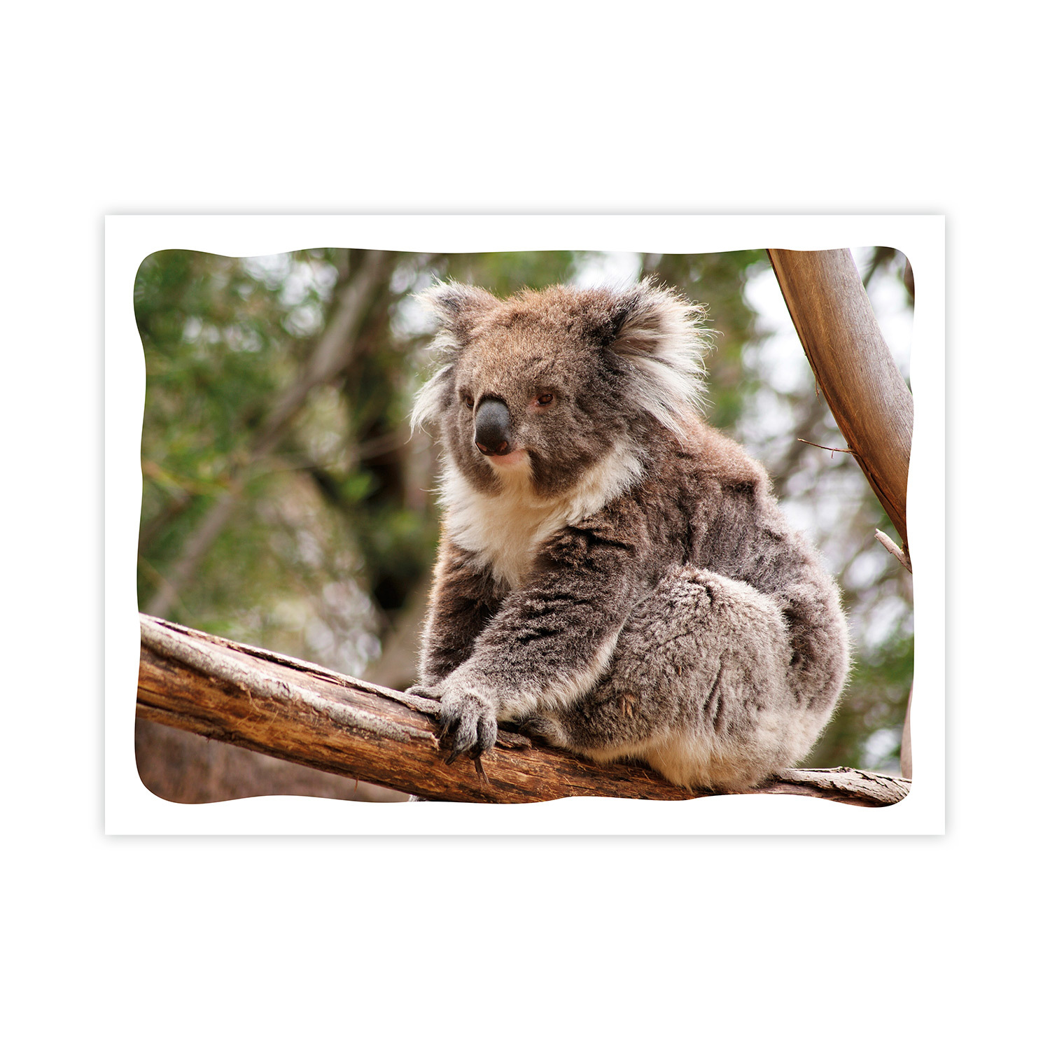 Prepaid Postcard – Koala on branch - Prepaid postcards