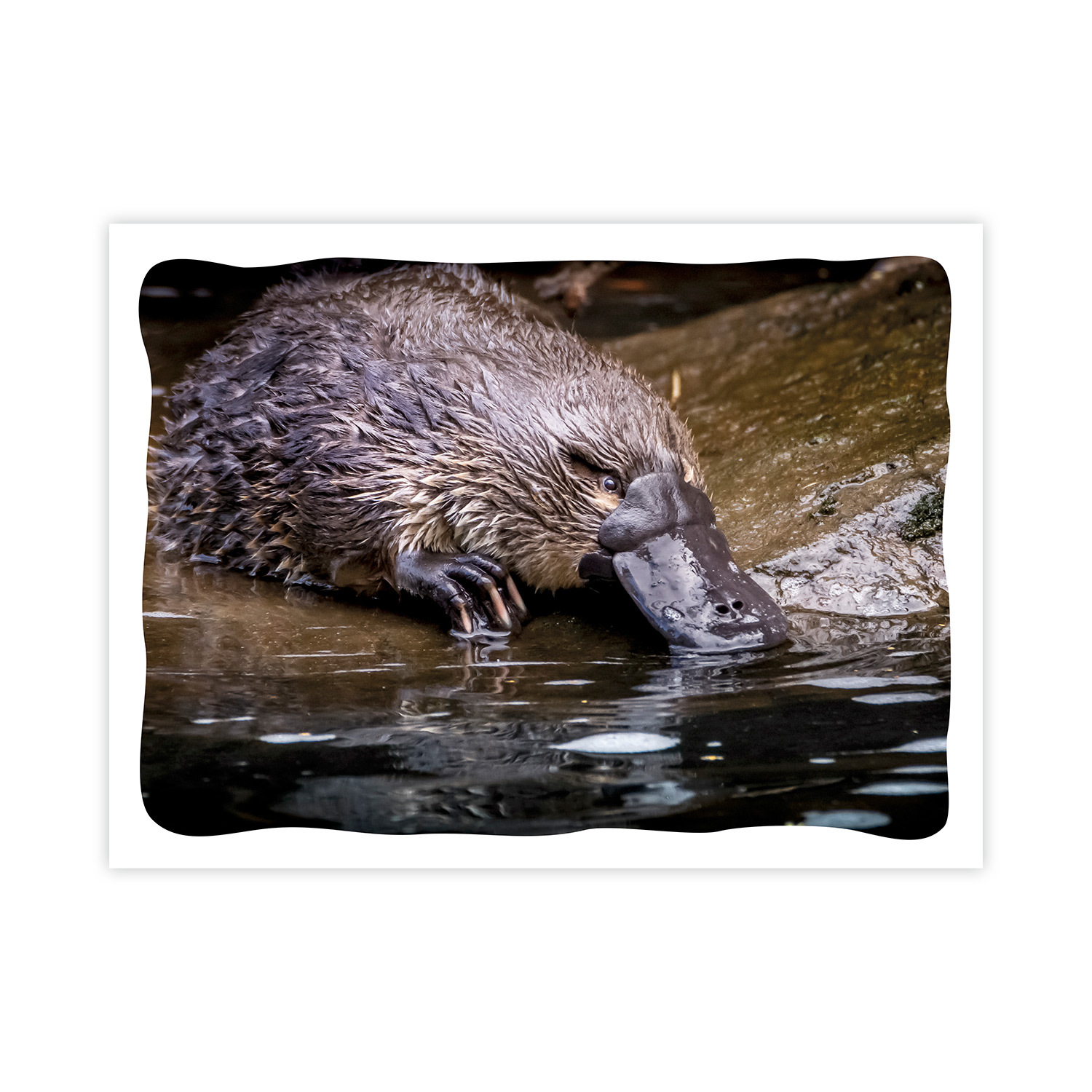 Prepaid Postcard – Platypus - Prepaid postcards