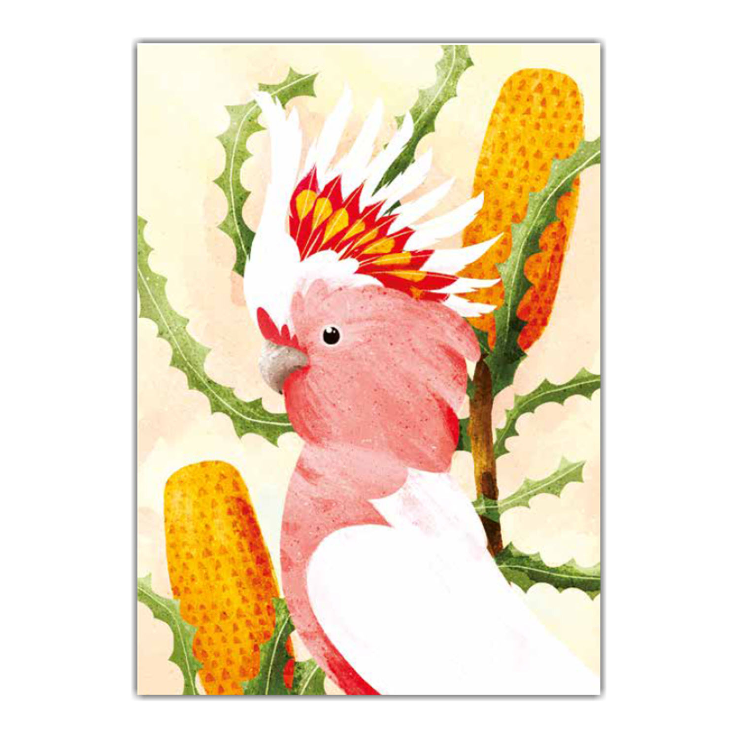 Rachel Gyan Greeting Cards 'Major Mitchell' – Pack of 6 - Greeting cards