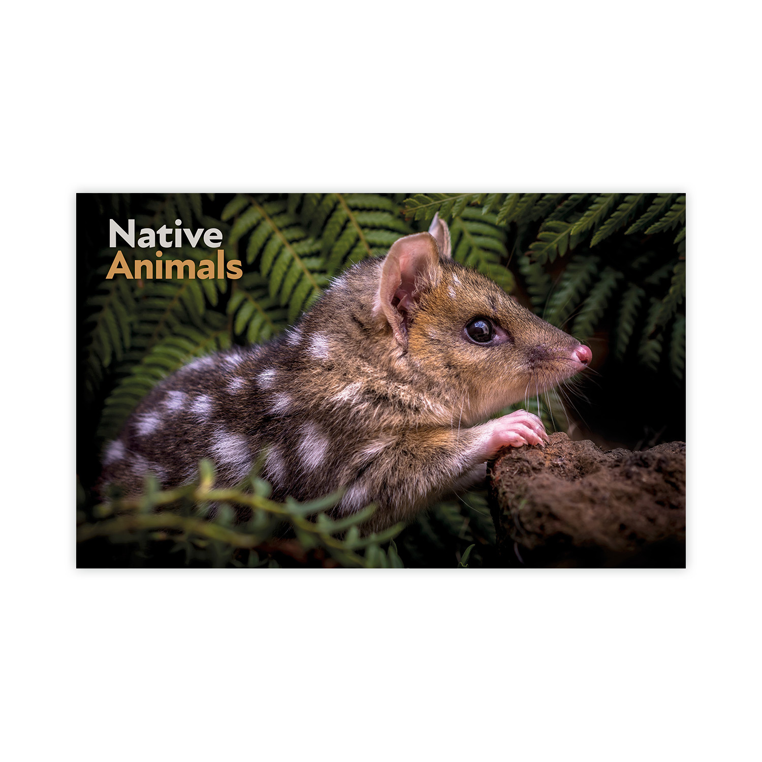 Native Animals Stamp Pack