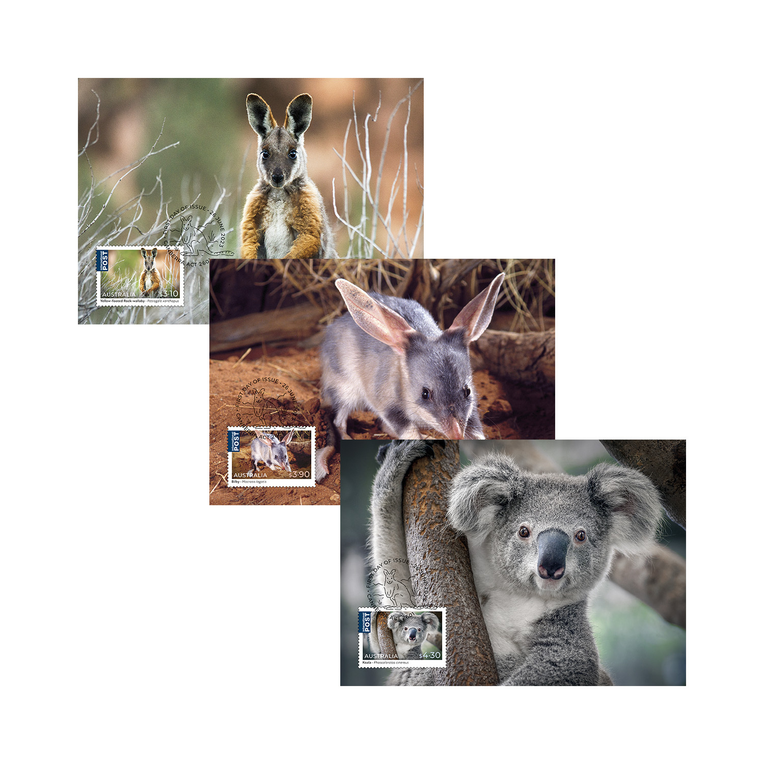 Set of Native Animals (International) Maxicards