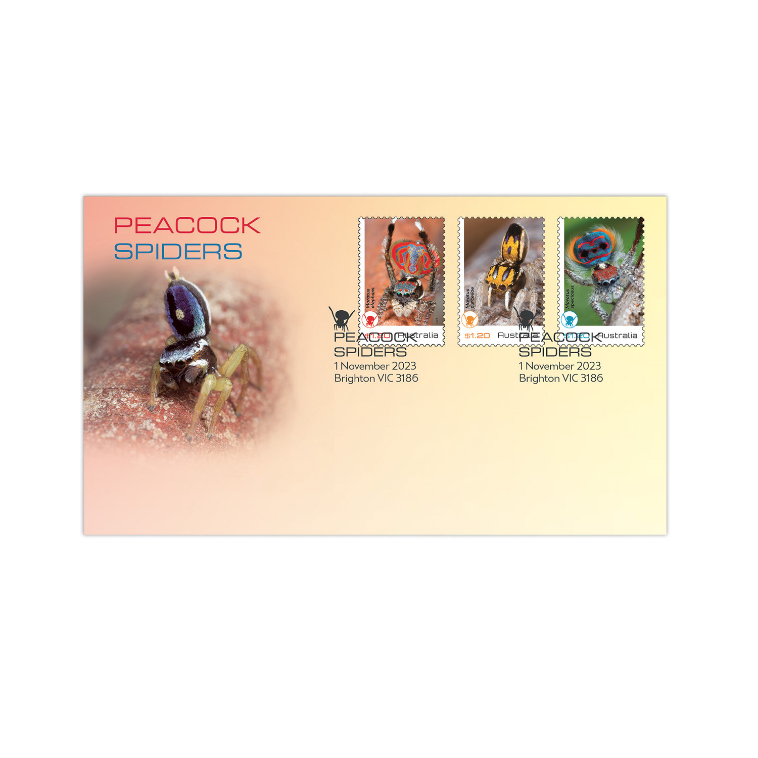 Peacock Spiders Miniature Collection - Previous years impressions