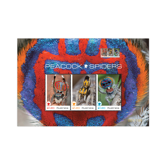 Peacock Spiders Miniature Collection - Previous years impressions