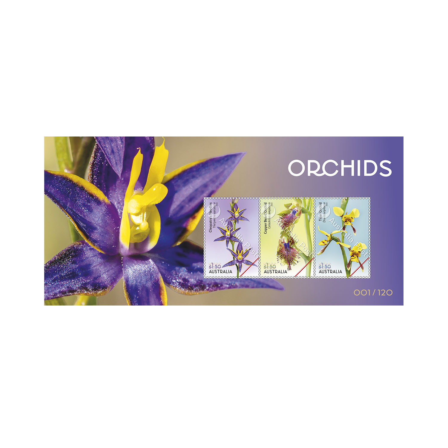 Native Orchid Collection - Impressions